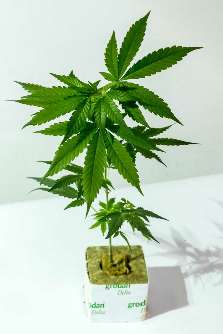 S1 - Clone only CBD - Flowery Field