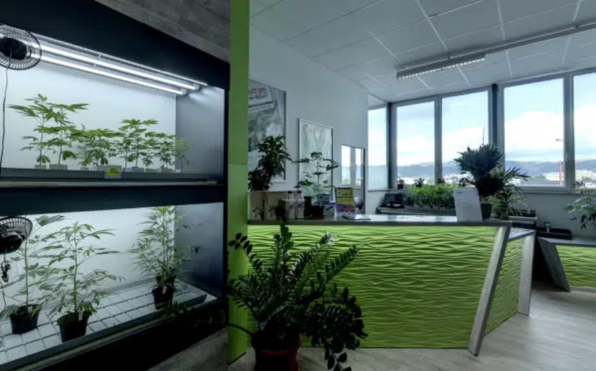 Filialen - Flowery Field